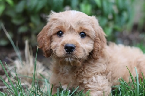 Cavoodle | Dog Breed Information | Pawshake Blog