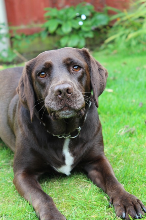 Labrador cross Springer Spaniel Charlotte , Dog of pet parent Hannah ...
