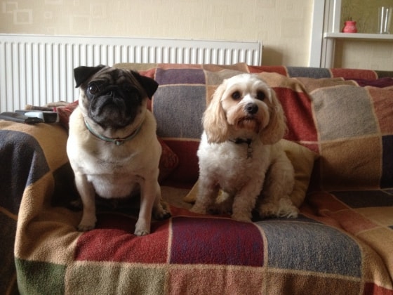 Caroline Pet Sitter In Carmarthen Pawshake co uk caroline-pet-sitter-in-carmarthen-pawshake-co-uk